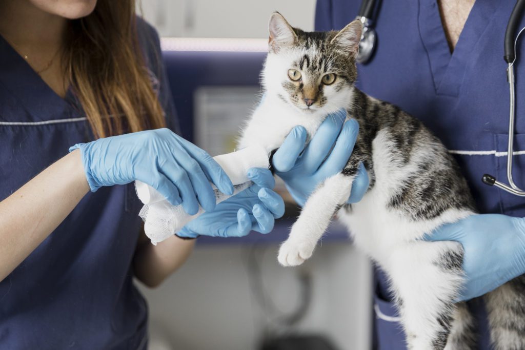 Curso de Auxiliar de Clínica Veterinária - Escola do Saber